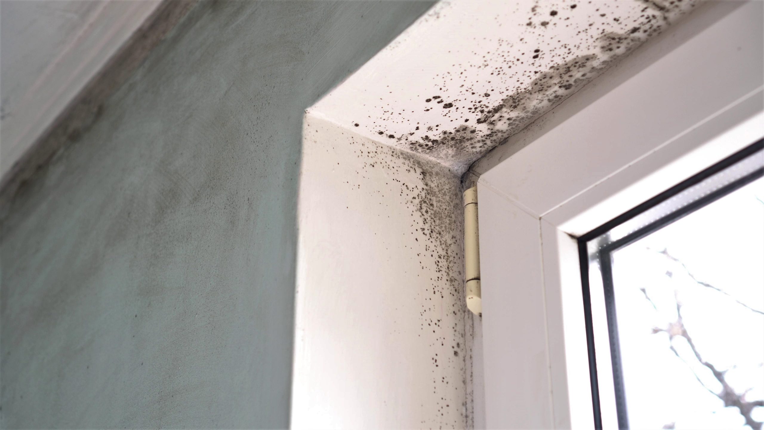 A guide to renting with damp and mould | mydeposits