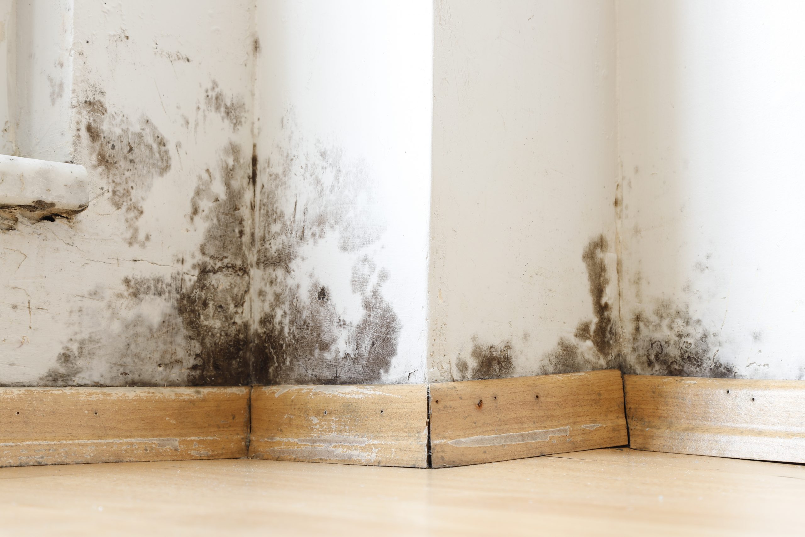 Deposit dispute case study - damp and mould